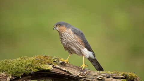 Sparrowhawk | Shropshire Wildlife Trust